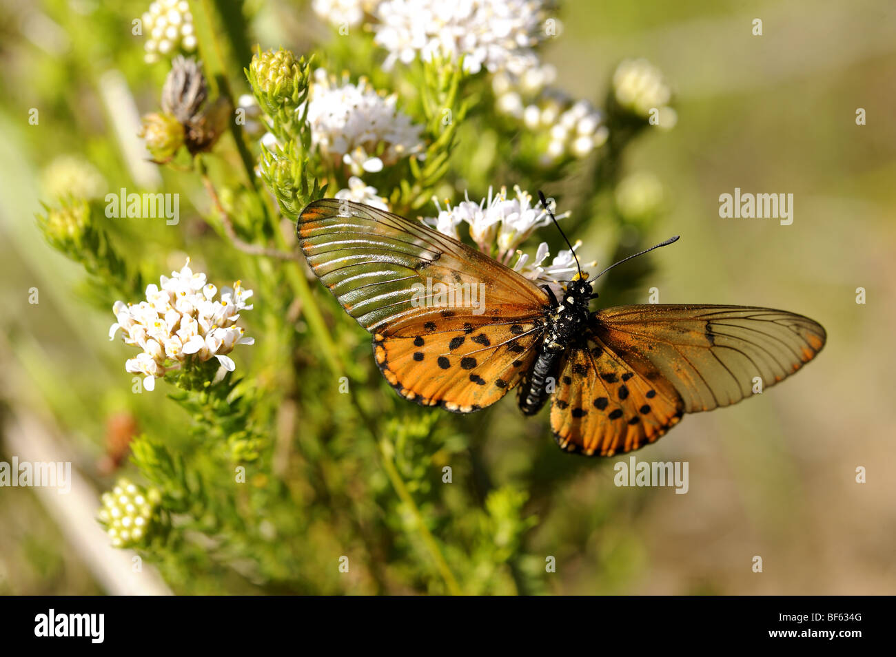 Acraea butterfly on white flower Stock Photo - Alamy