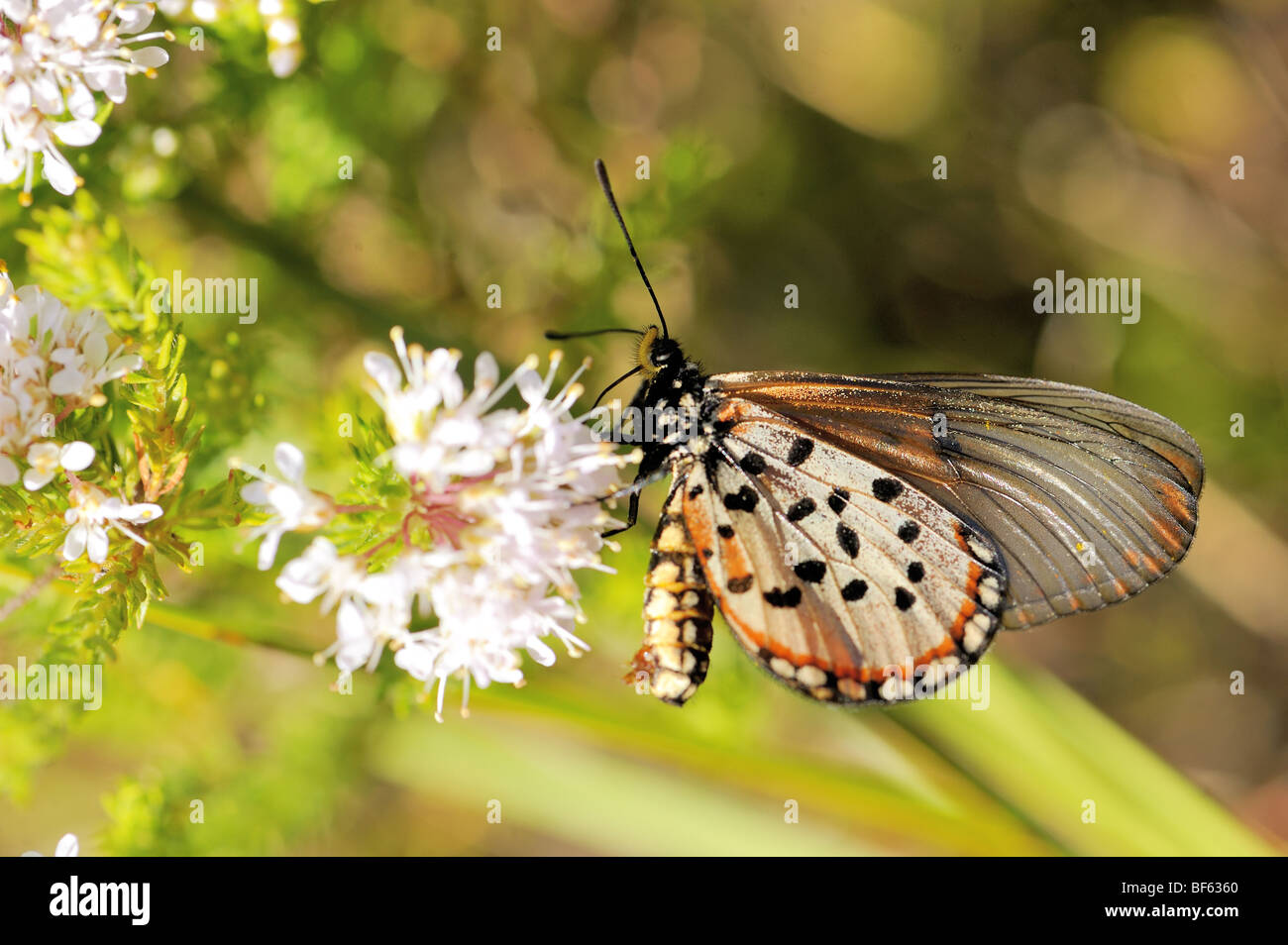 Acraea butterfly nymphalidae hi-res stock photography and images - Alamy
