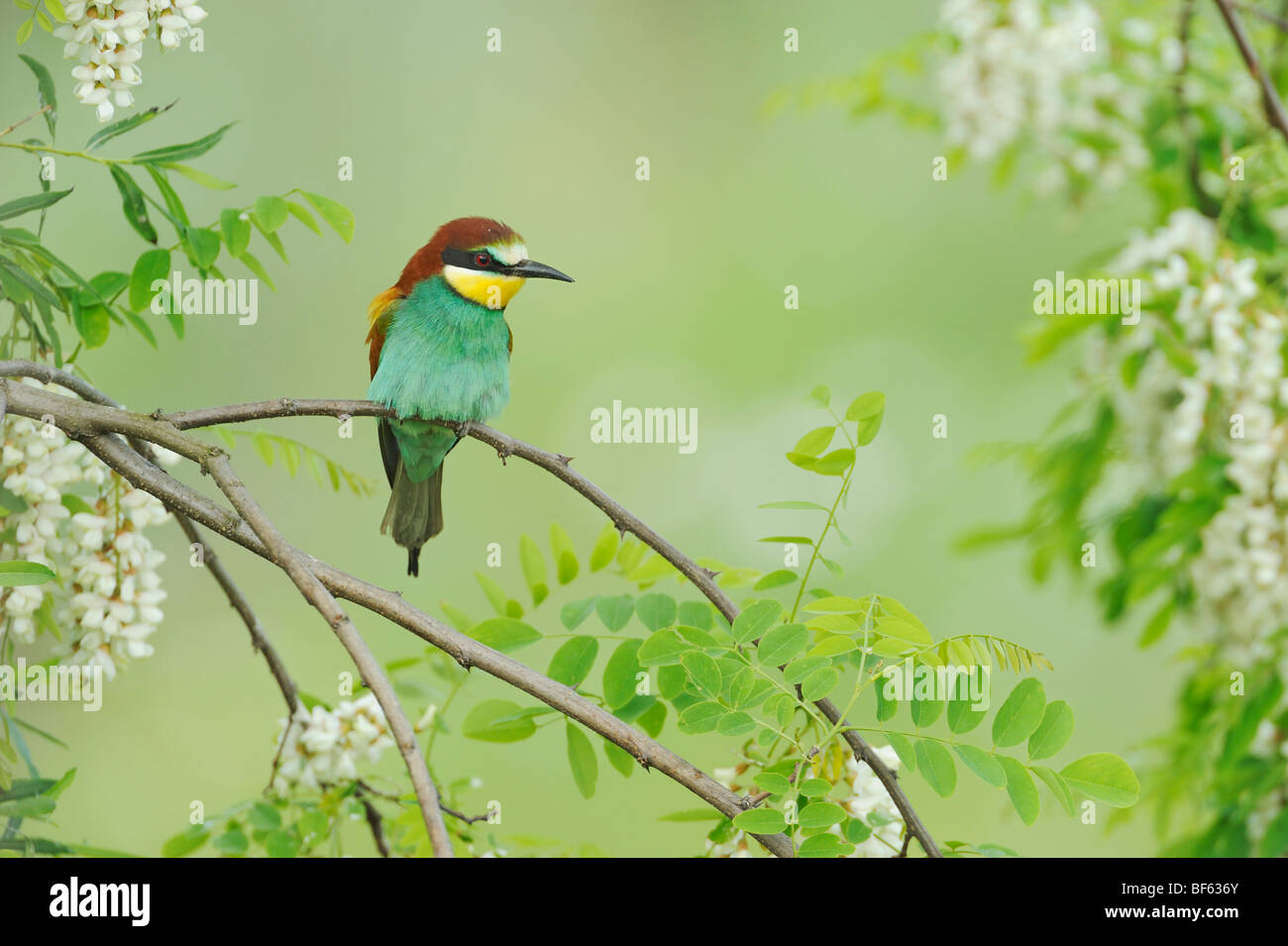 Bee eater merops apiaster adult hi-res stock photography and images - Alamy