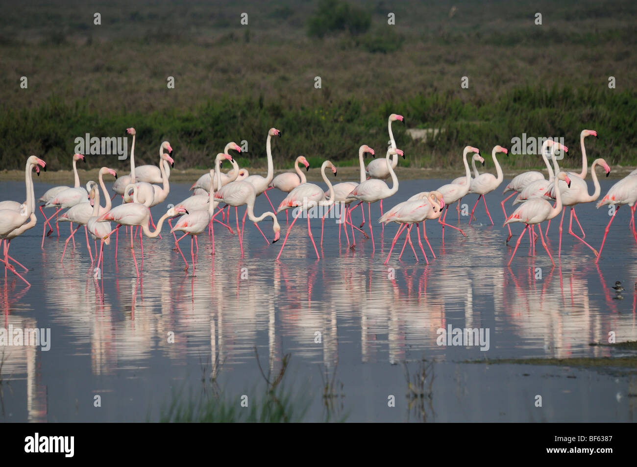 Image of group hi-res stock photography and images - Alamy