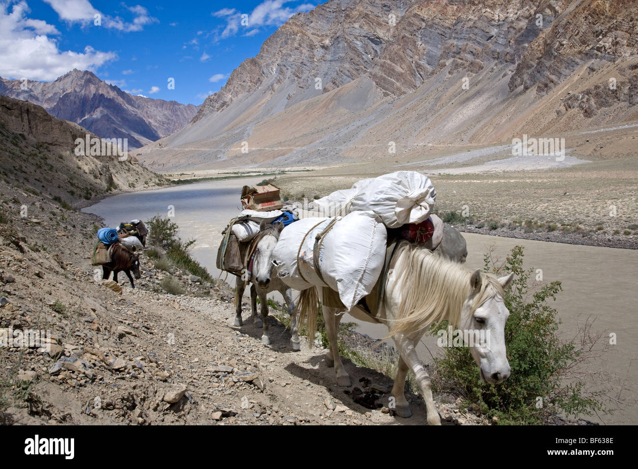 Horse carrying load hi-res stock photography and images - Alamy