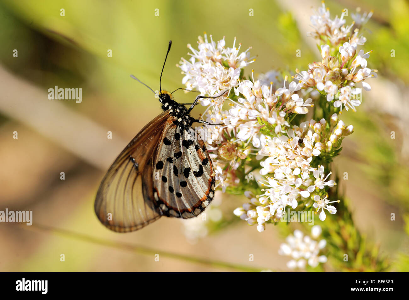 Acraea butterfly on white flower Stock Photo - Alamy