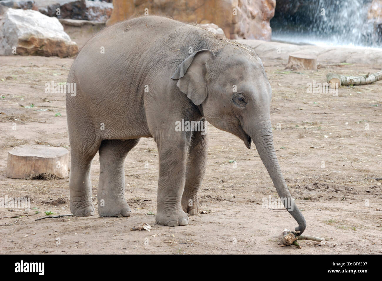 Baby Asian Elephant reaching for a stick at Chester Zoo, Cheshire ...