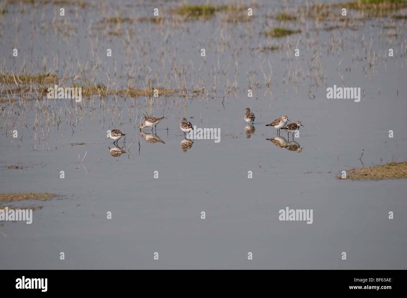 Image og group of birds Stock Photo - Alamy