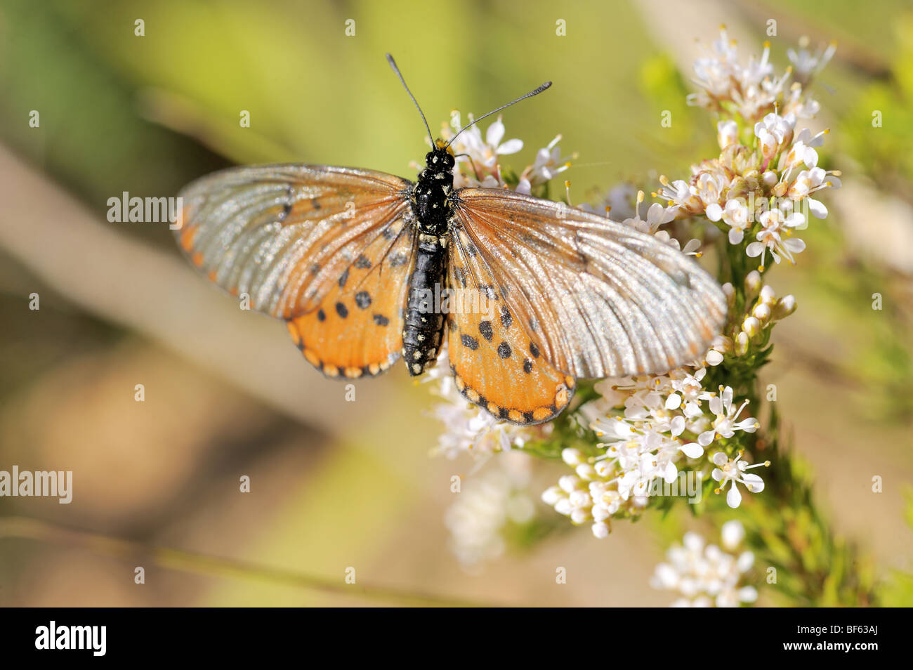 Acraea butterfly on white flower Stock Photo - Alamy