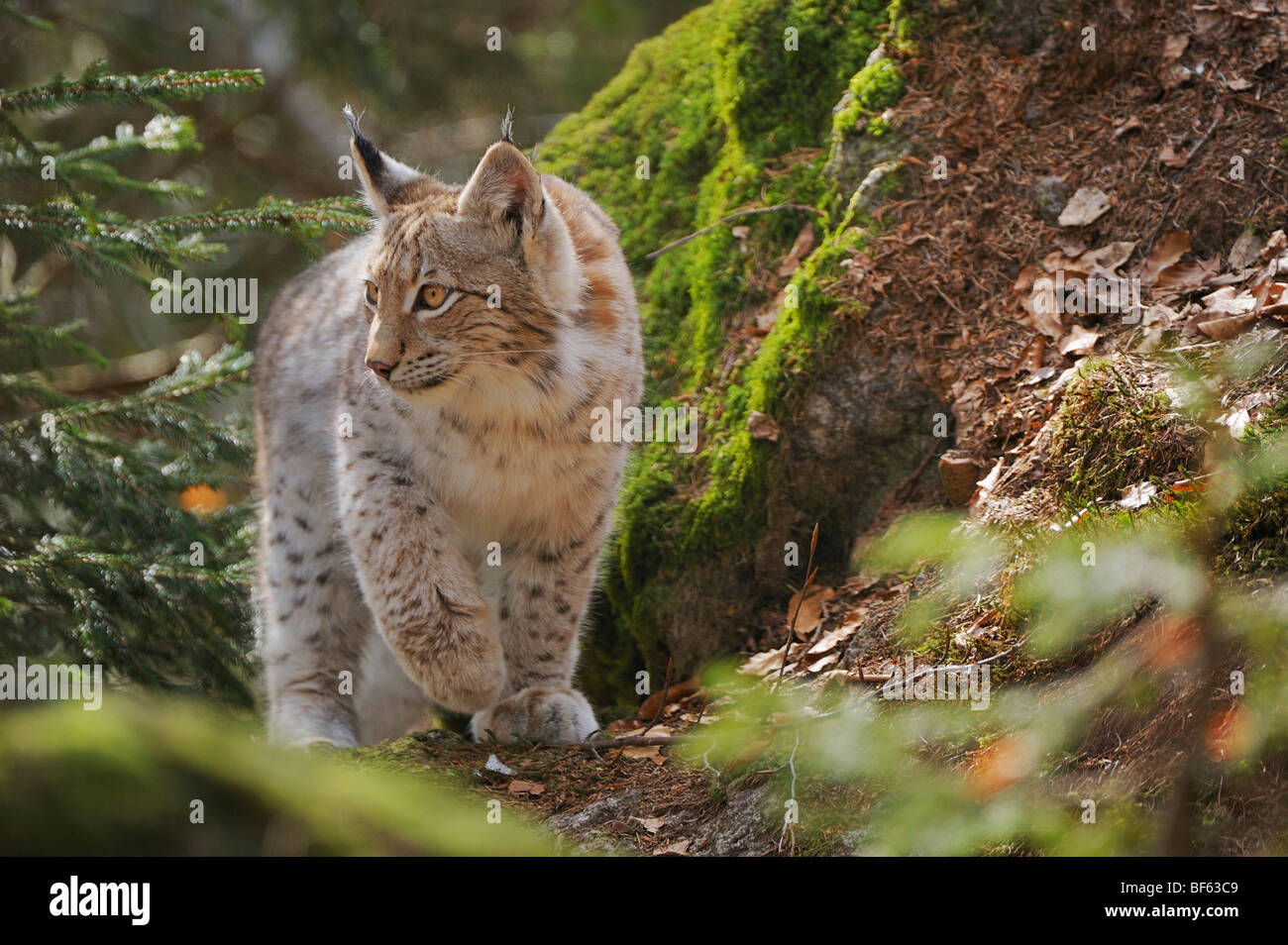 Eurasian Lynx (Lynx lynx), young sitting on rock, Switzerland, Europe ...