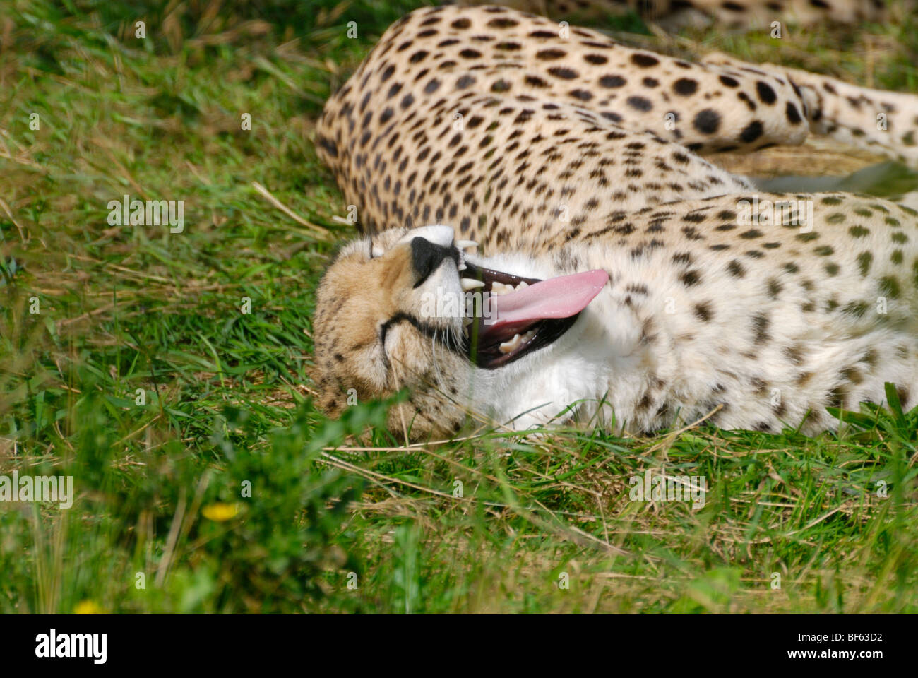 Cheetah yawning at Chester Zoo, Cheshire, England Stock Photo - Alamy