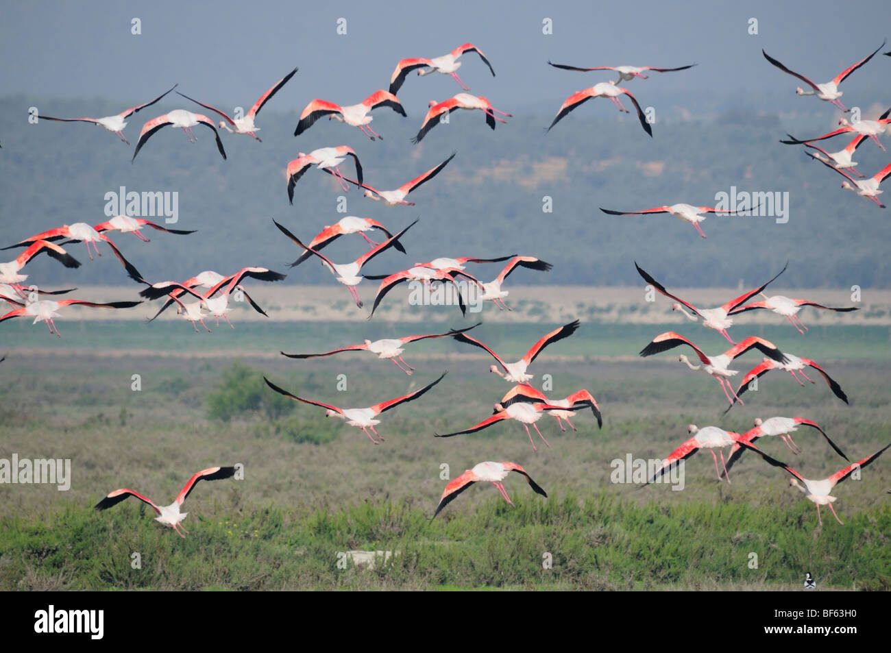 Group flamingos flying in hi-res stock photography and images - Alamy
