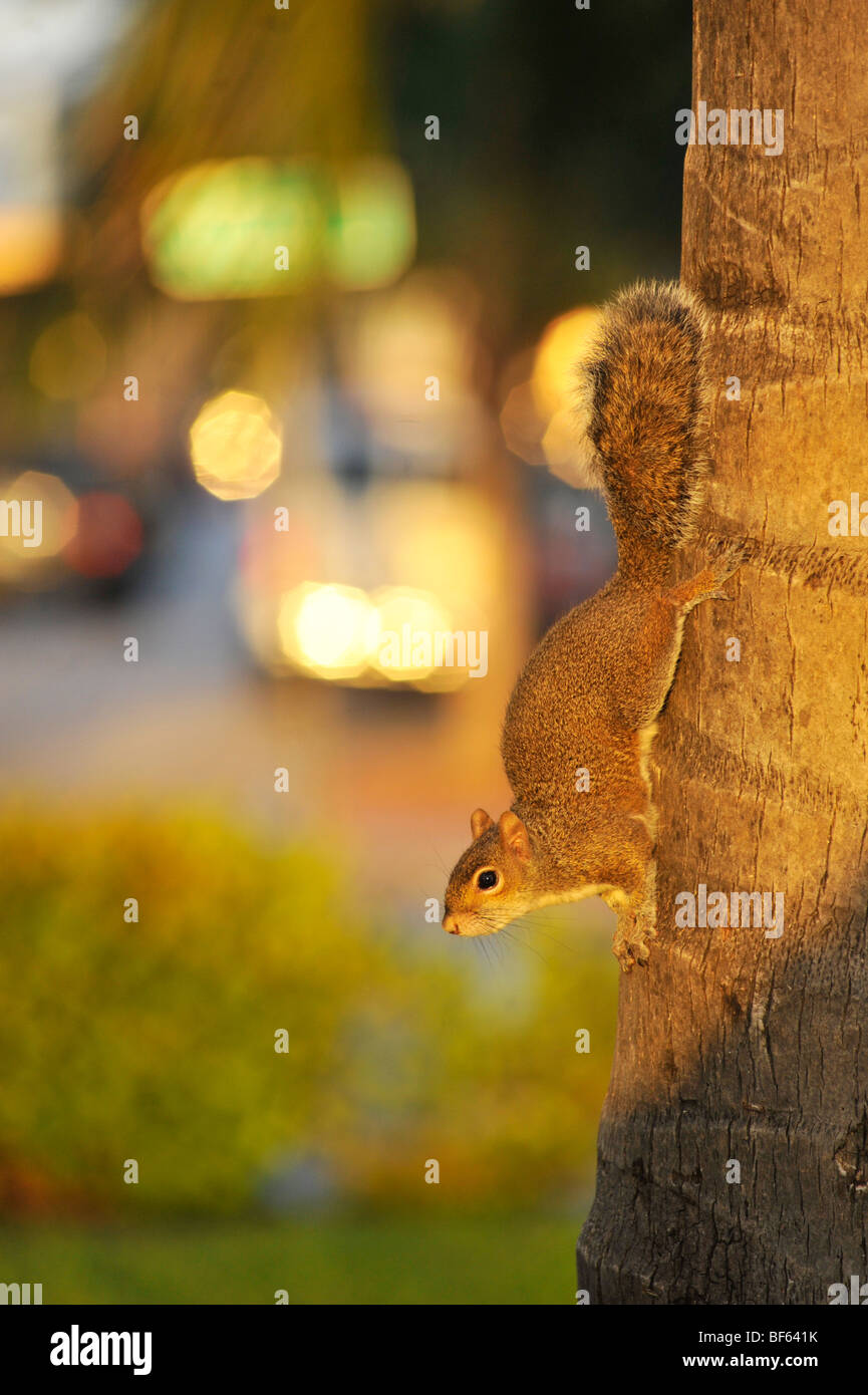 Wild Squirrel in Miami Beach Stock Photo - Alamy