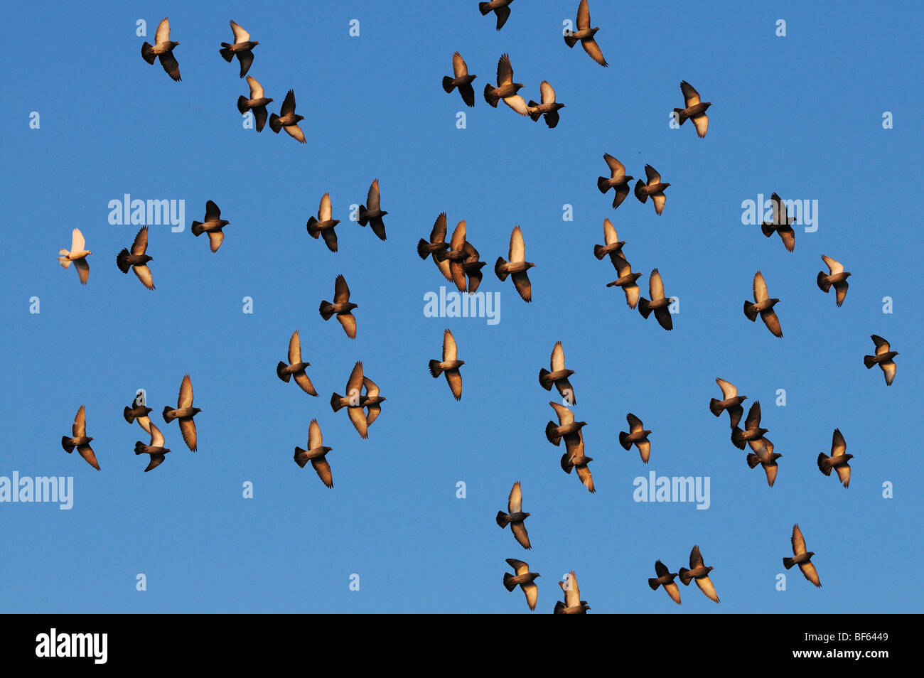Pigeon swarm flies hi-res stock photography and images - Alamy