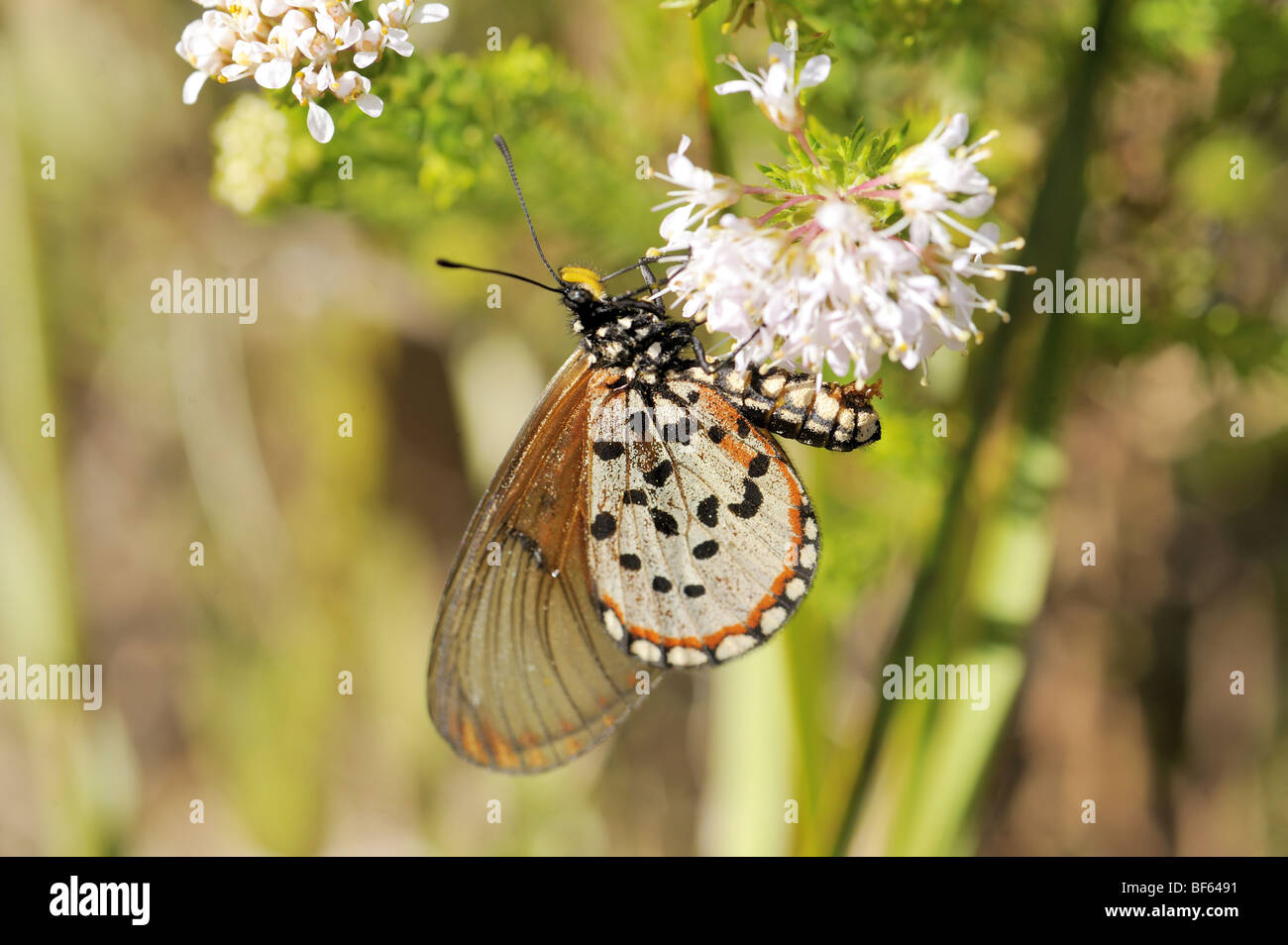 Acraea butterfly on white flower Stock Photo - Alamy