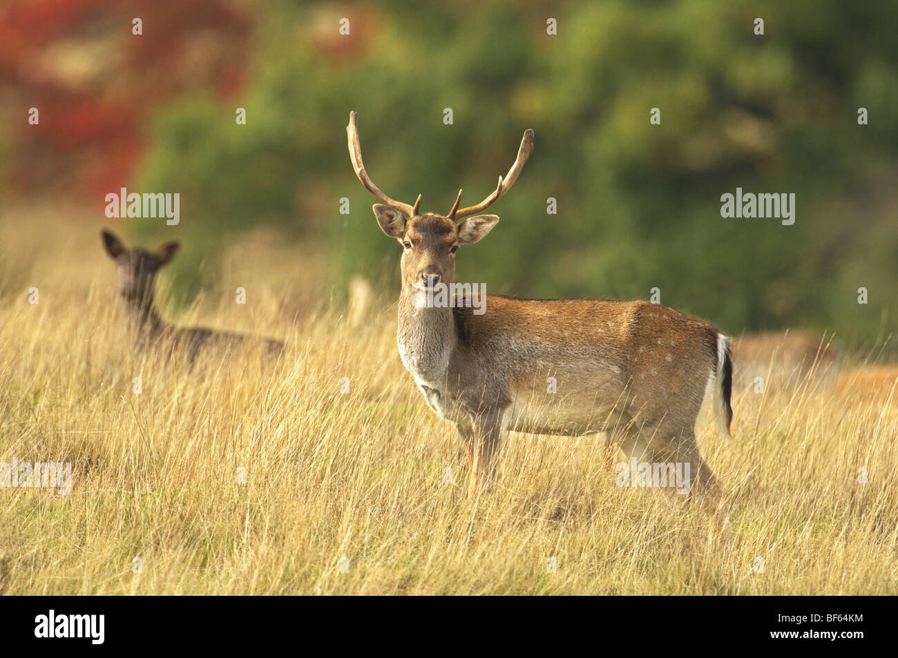 FALLOW DEER MALE ADULT BUCK Dama dama Stock Photo - Alamy