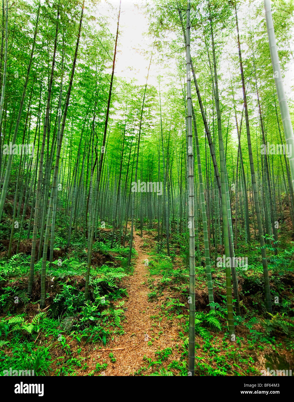 Bamboo forest in Beishan Cliff Statue area, Dazu County, Chongqing ...