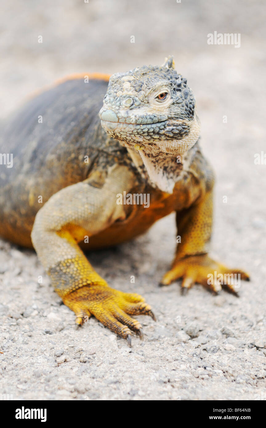 Ugly lizards hi-res stock photography and images - Alamy