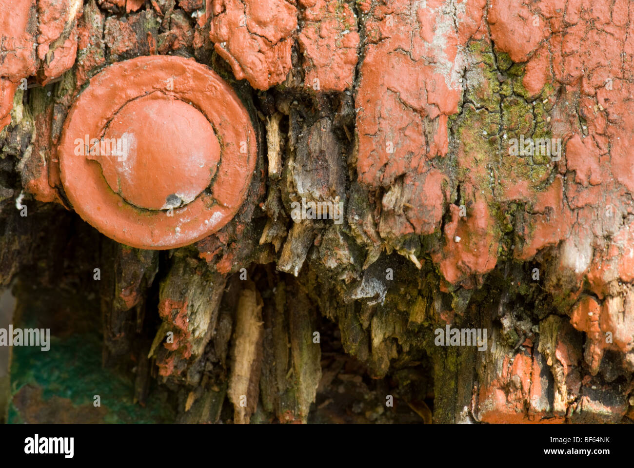 surface and texture background of rotten wood with a bolt Stock Photo ...