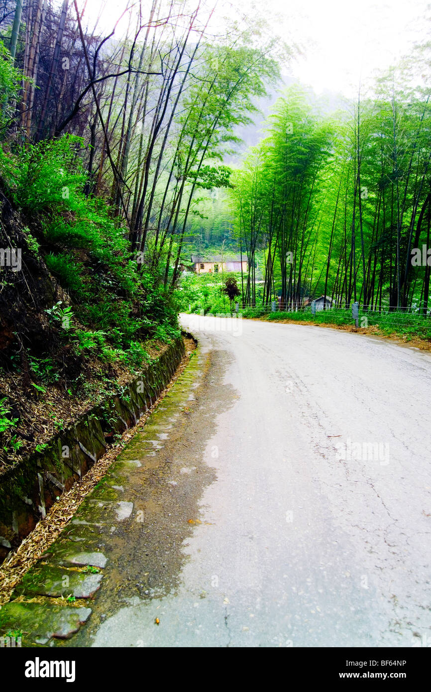 Road cutting through bamboo forest, Beishan, Dazu County, Chongqing ...