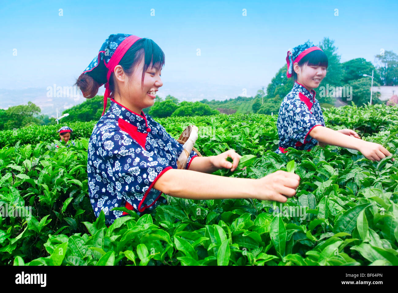 Women in Chinese traditional costume picking tea on hillside, Shanziwan ...