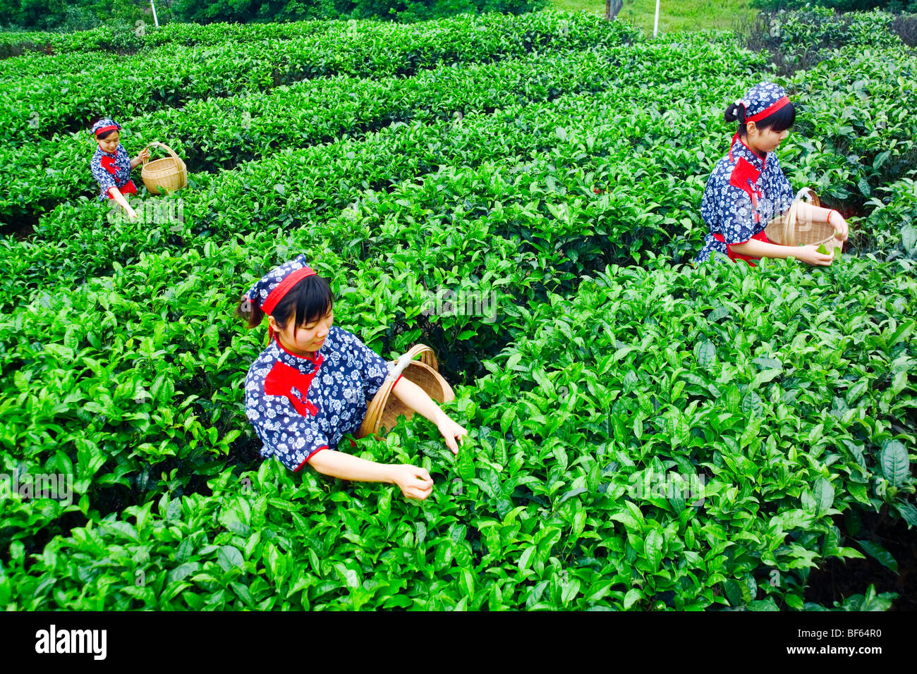 Women in Chinese traditional costume picking tea on hillside, Shanziwan ...