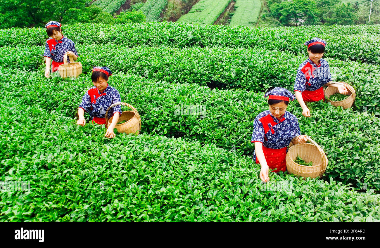 Women in Chinese traditional costume picking tea on hillside, Shanziwan ...