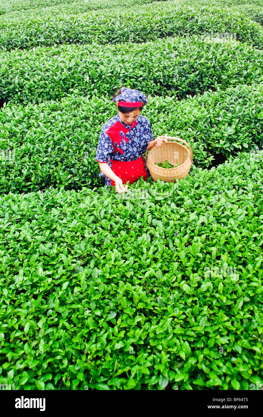 Woman in Chinese traditional costume picking tea on hillside, Shanziwan ...
