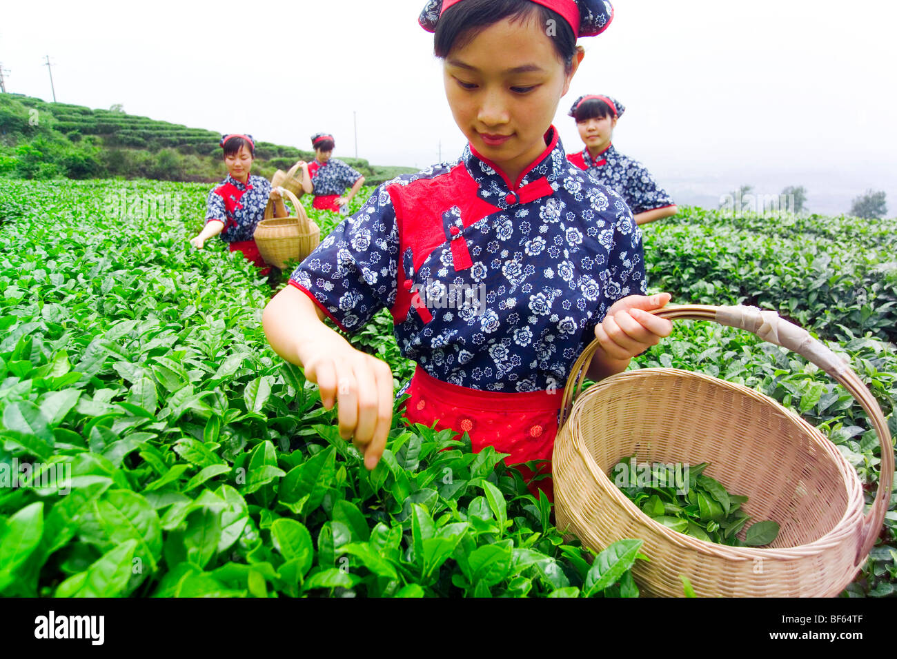 Women in Chinese traditional costume picking tea on hillside, Shanziwan ...
