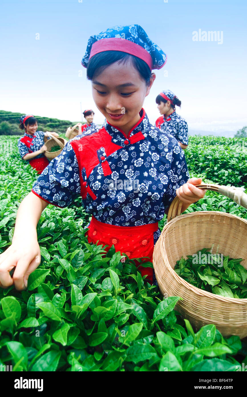 Women in Chinese traditional costume picking tea on hillside, Shanziwan ...