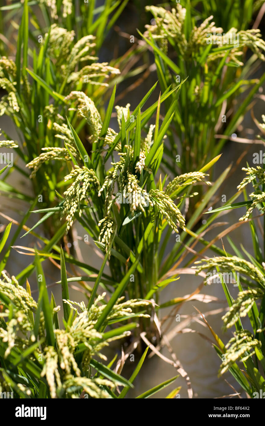 Paella Rice plants growing in water, Valencia, Spain Stock Photo - Alamy