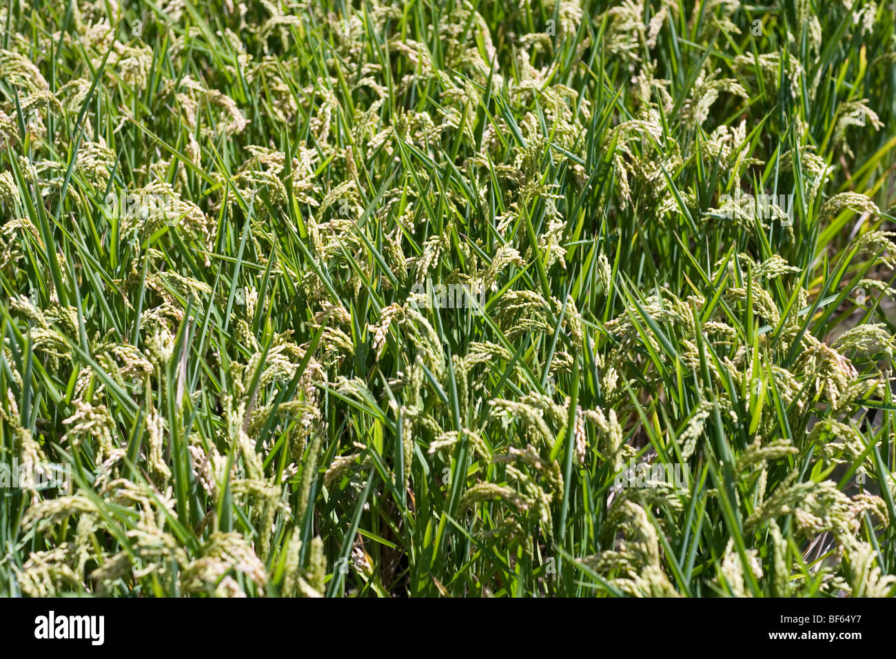 Plants growing in water hi-res stock photography and images - Alamy