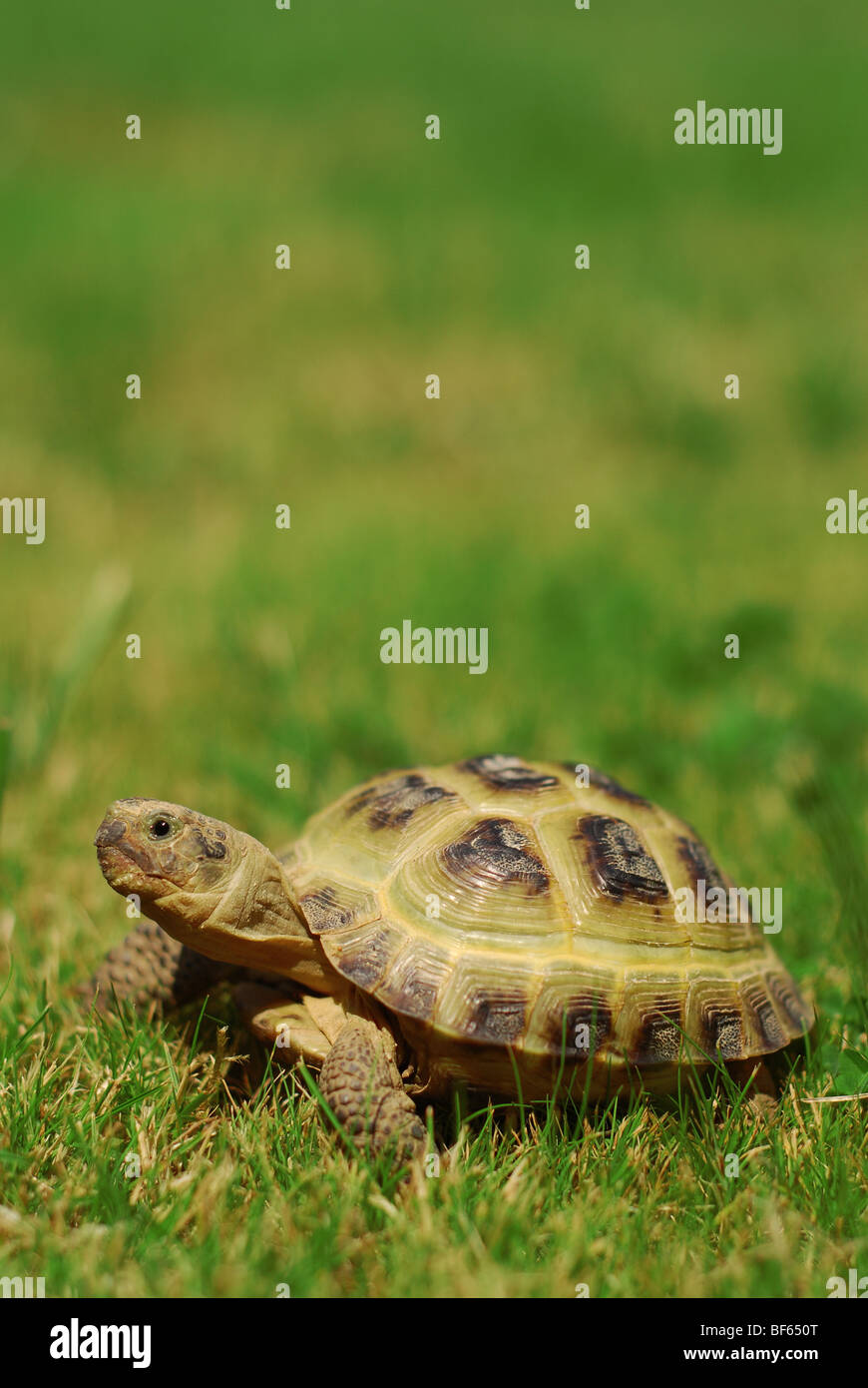A male Horsefield tortoise (Testudo horsefieldi Stock Photo - Alamy