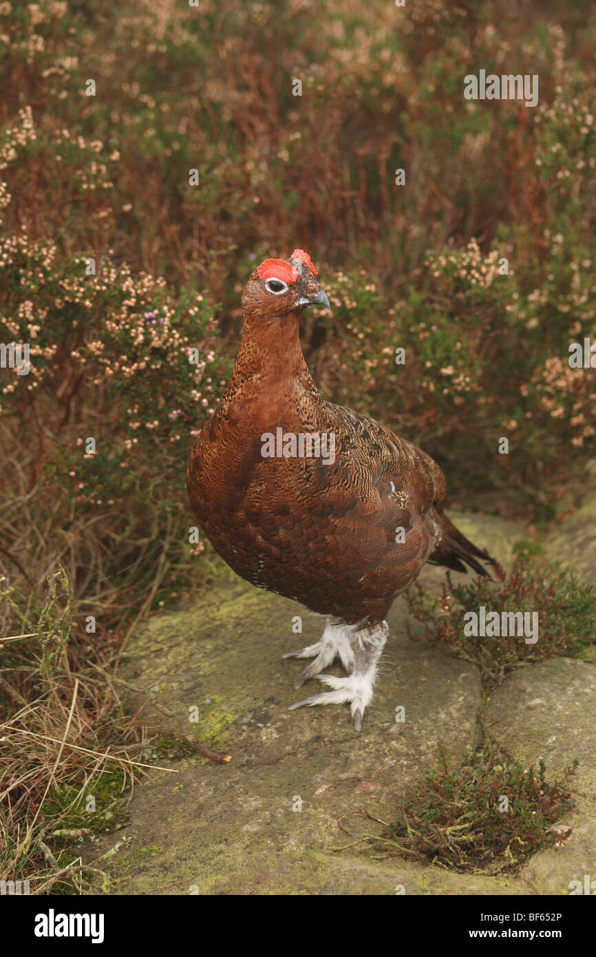 The red grouse hi-res stock photography and images - Alamy