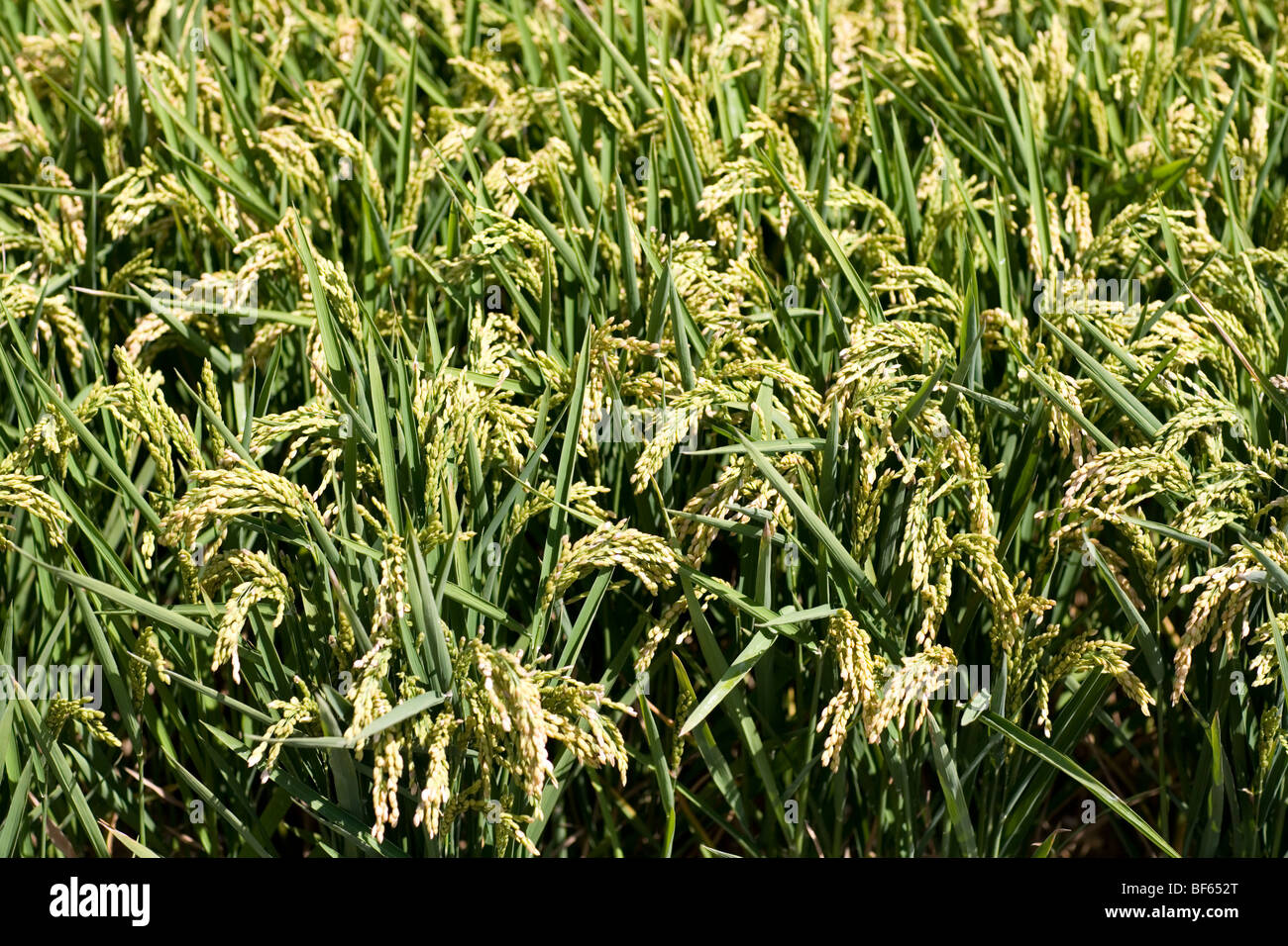 Rice fields; Valencia Stock Photo - Alamy