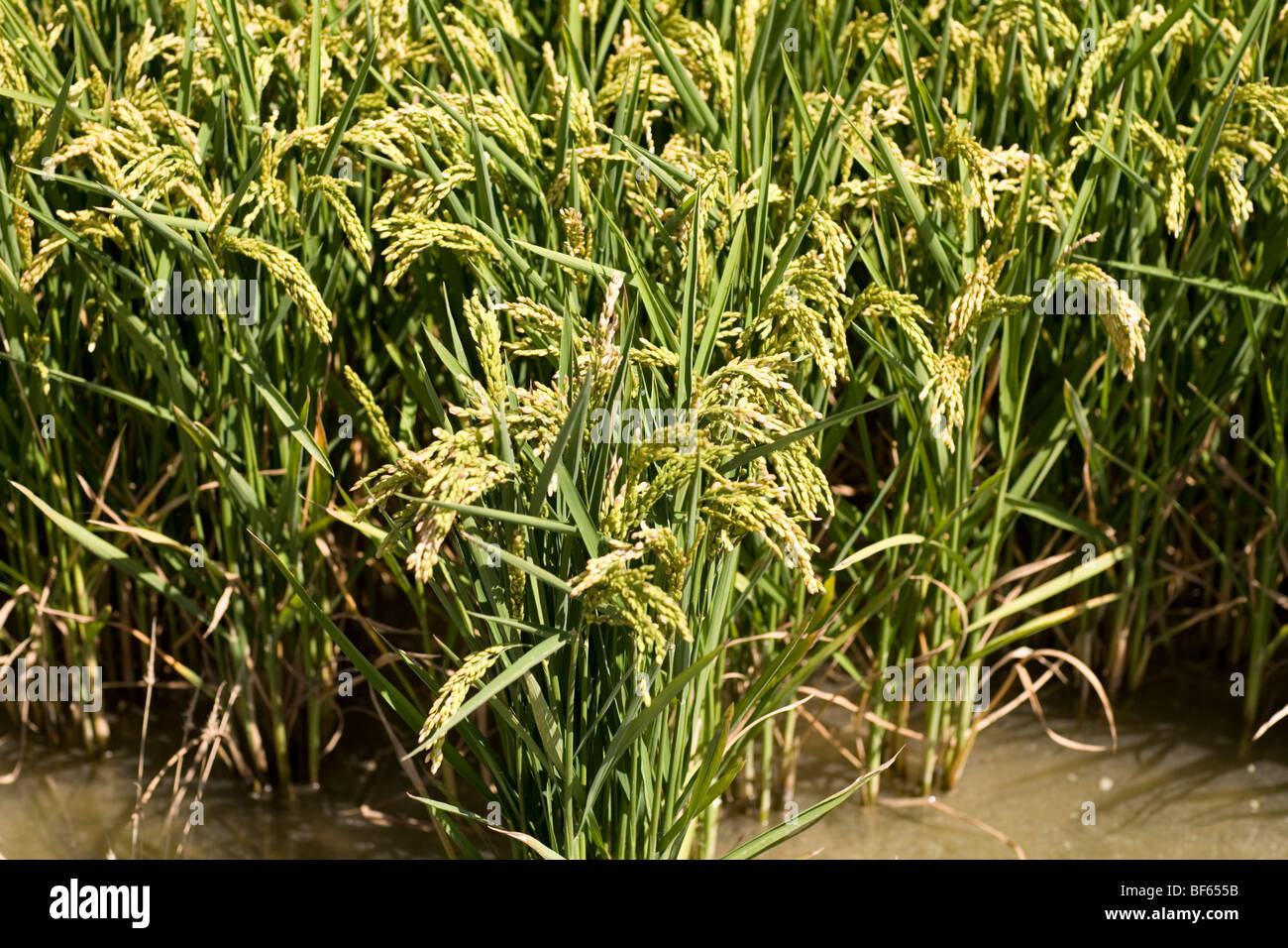 Paella rice fields hi-res stock photography and images - Alamy