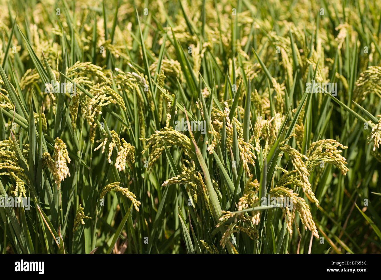 Paella rice fields hi-res stock photography and images - Alamy