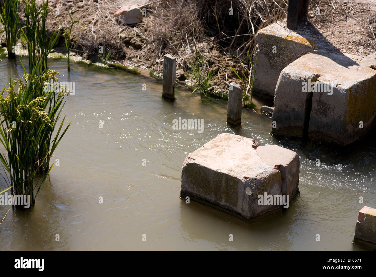 Paella rice; plants; Irrigation; rice fields Stock Photo - Alamy