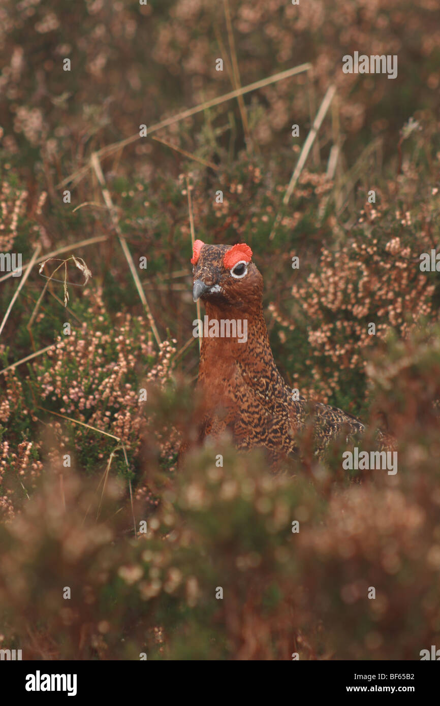 Grouse game bird hi-res stock photography and images - Alamy