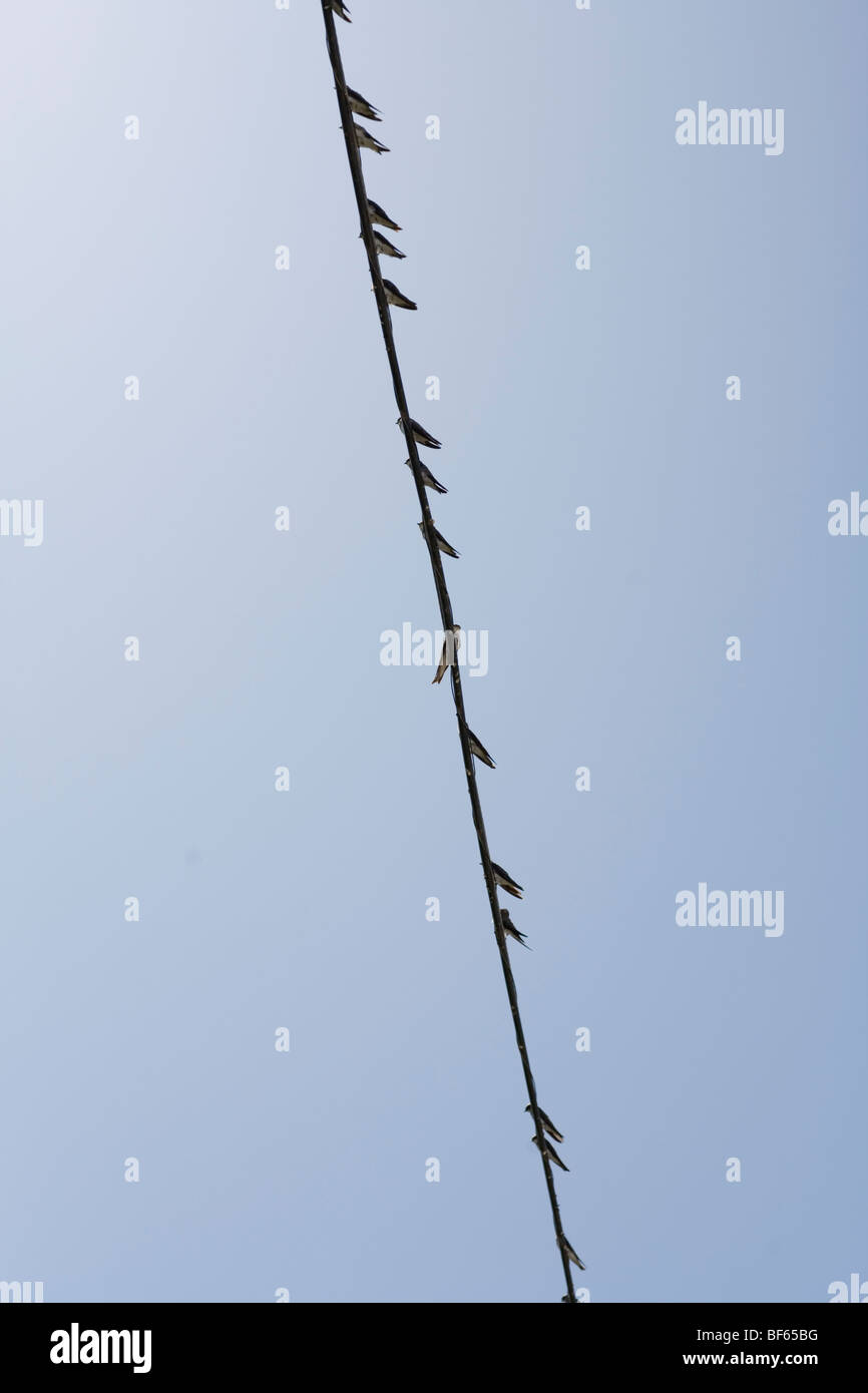 Birds on wire hi-res stock photography and images - Alamy