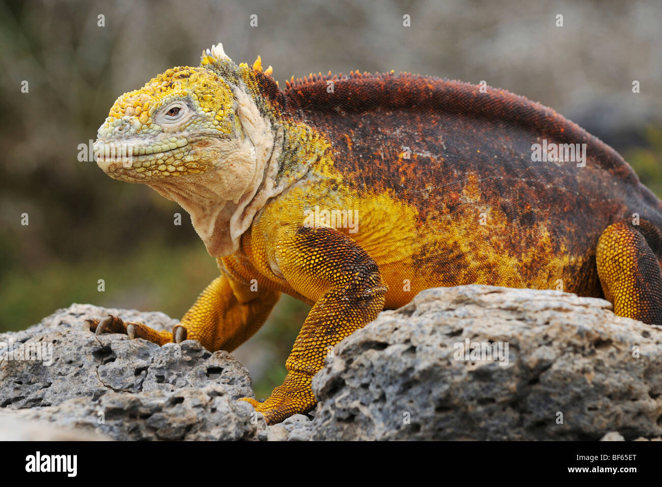 Galapagos Land Iguana (Conolophus subcristatus), adult, Plaza Sur ...