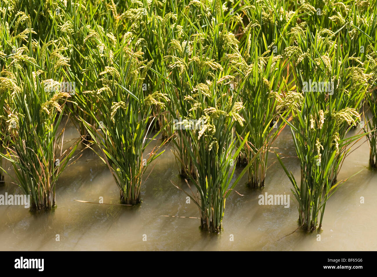 Paella Rice plants growing in water, Valencia, Spain Stock Photo - Alamy
