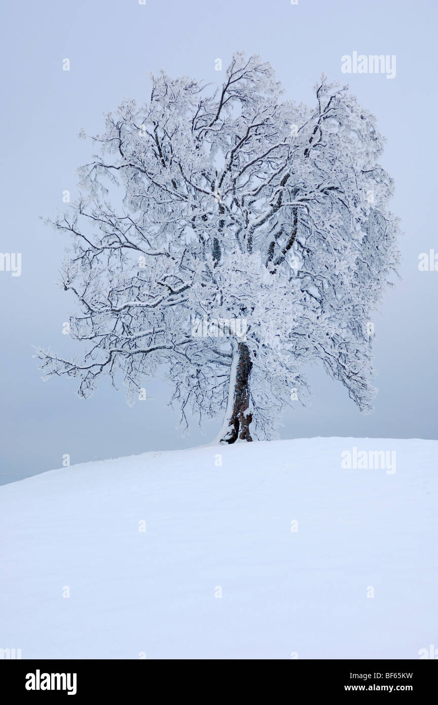 Linden tree (Tilia sp.),bare tree with frost in winter, Switzerland ...