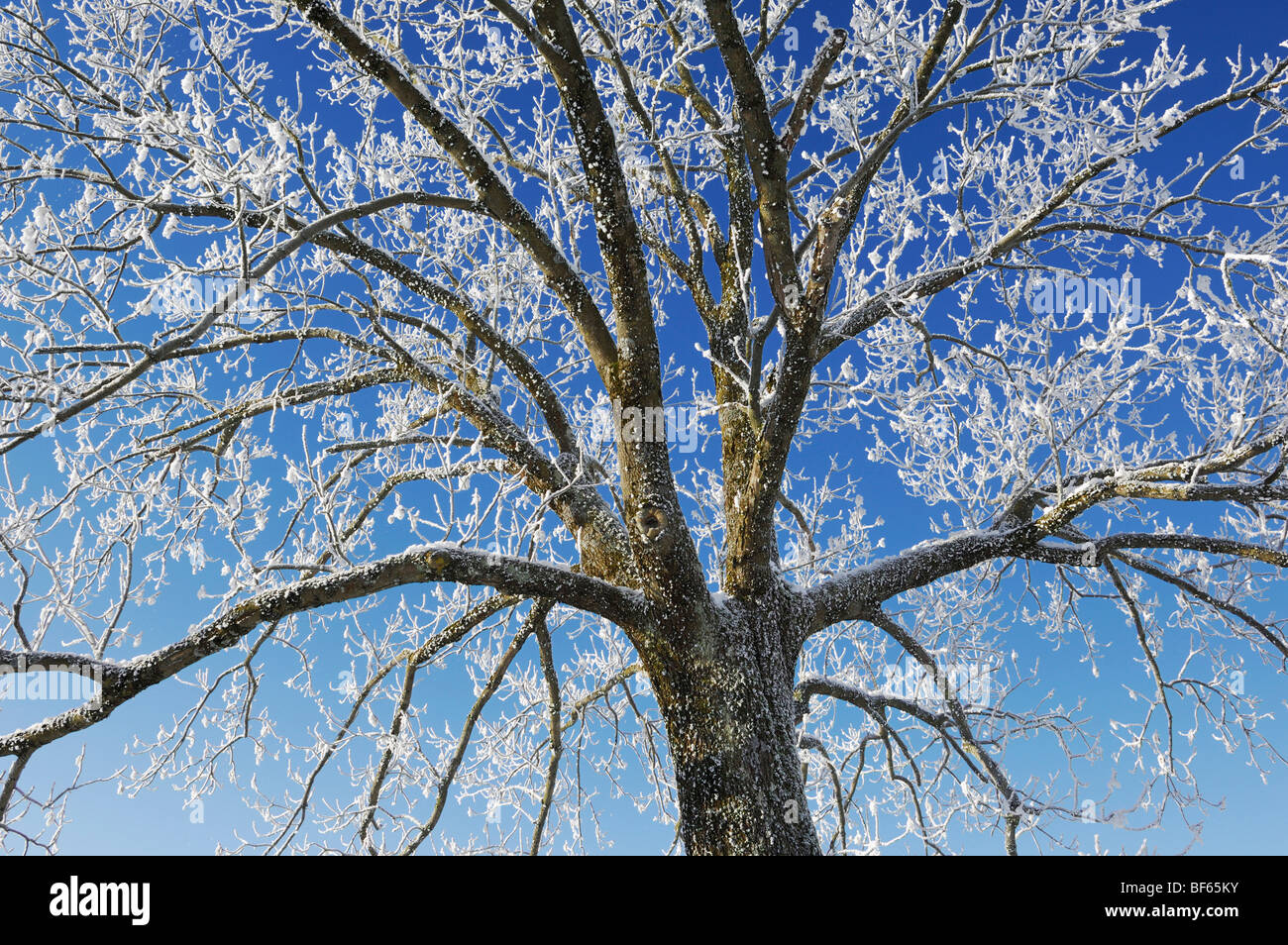 Linden tree (Tilia sp.),bare tree with frost in winter, Switzerland ...