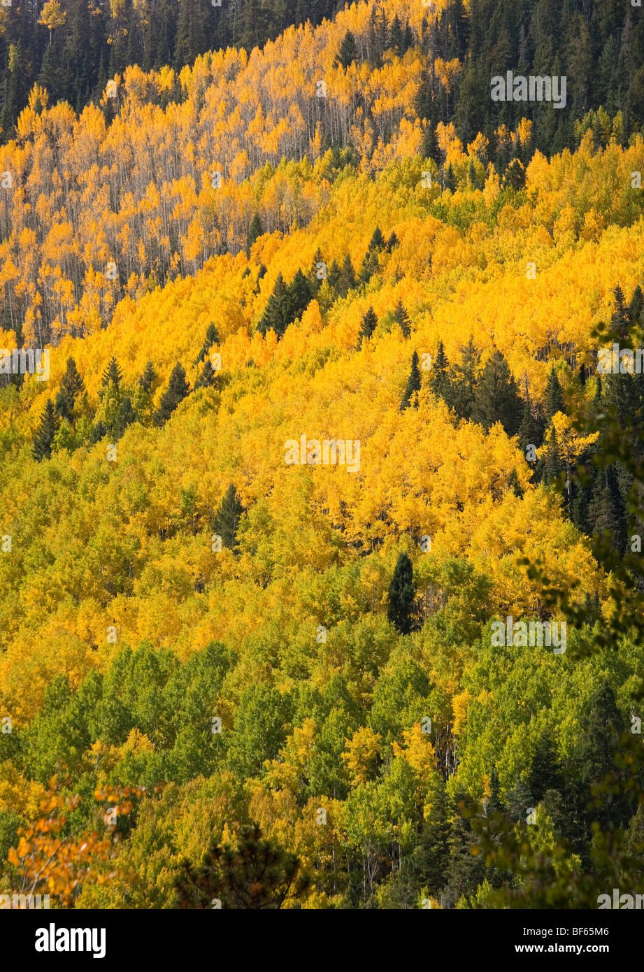 New mexico aspen trees hi-res stock photography and images - Alamy