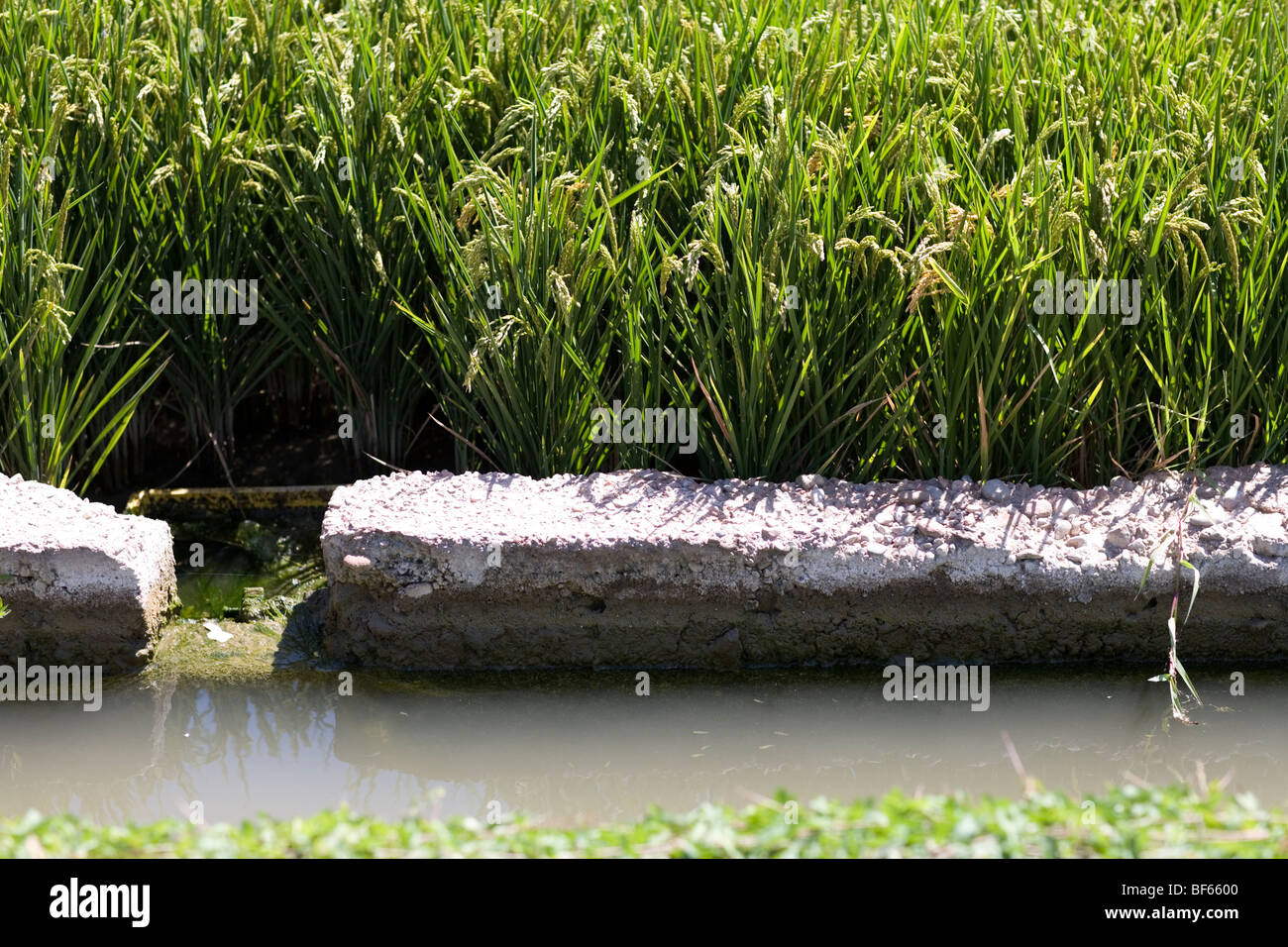 Paella rice fields Valencia, Spain; irrigation Stock Photo - Alamy