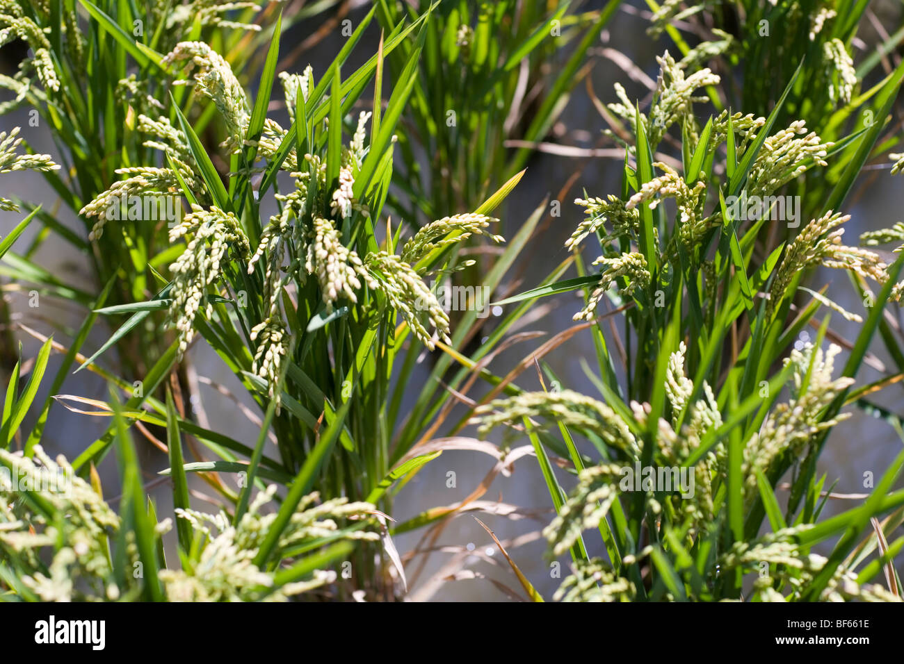 Paella rice fields hi-res stock photography and images - Alamy