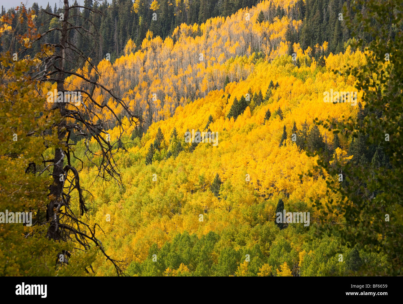 Aspen Trees in the Fall in Gila Wilderness Area in New Mexico USA Stock ...