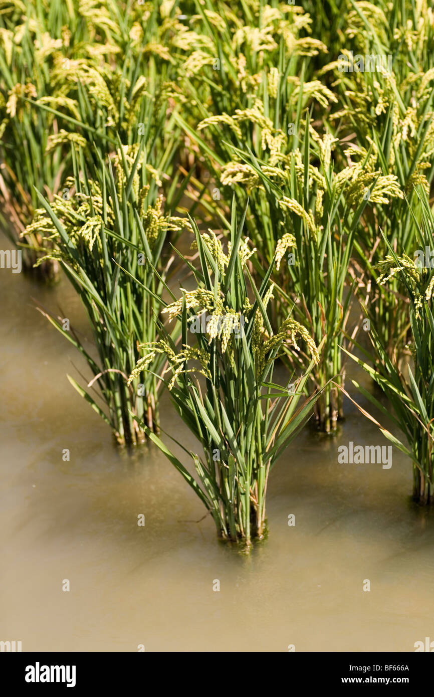 Paella Rice plants growing in water, Valencia, Spain Stock Photo - Alamy