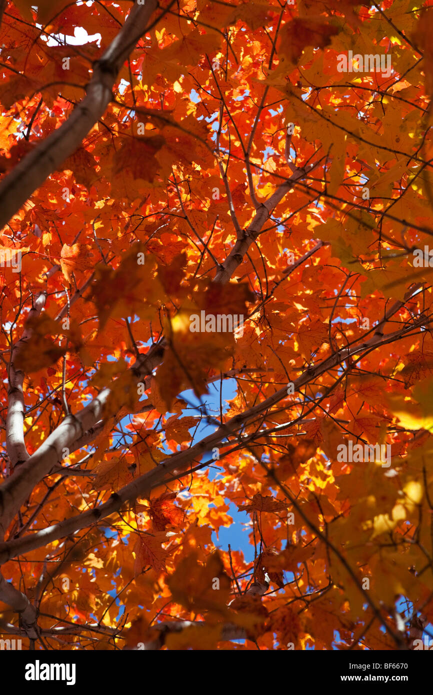 Quebec autumn colours hi-res stock photography and images - Alamy