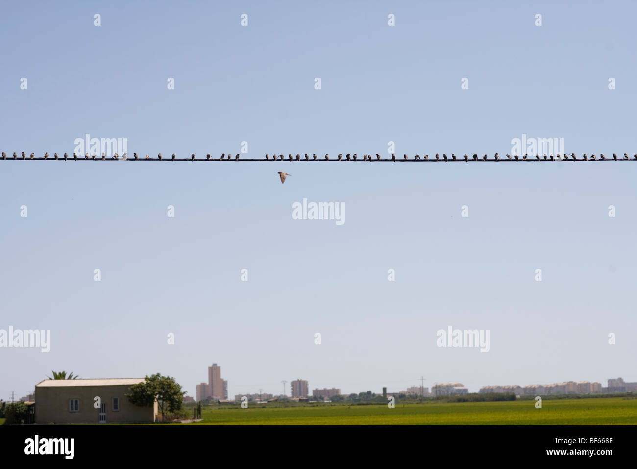 Birds on wire Stock Photo - Alamy