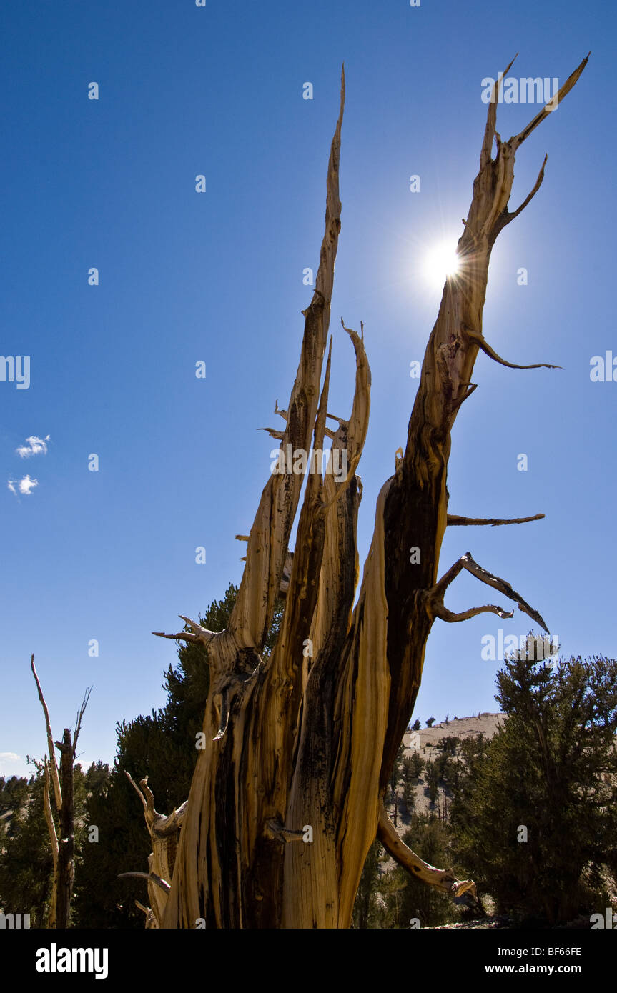 Close Up of Bristlecone Pine Tree Inyo National Forest, California ...