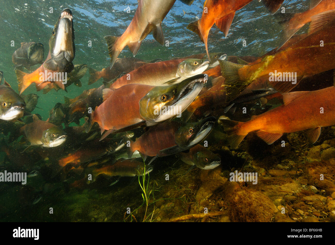 Red salmon, Oncorhynchus nerka, Kokanee, East River, Colorado Stock ...