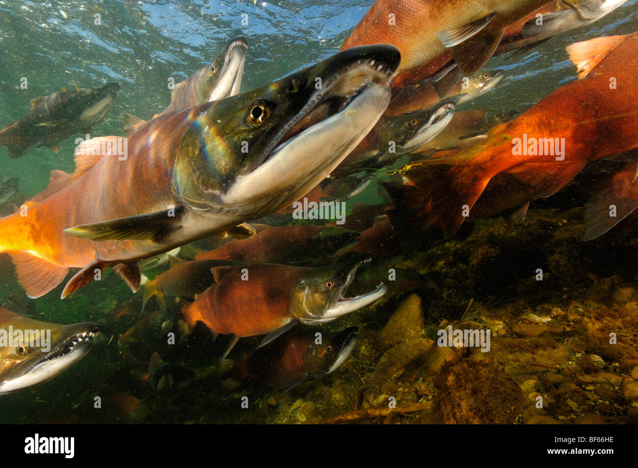 Red salmon, Oncorhynchus nerka, Kokanee, East River, Colorado Stock ...